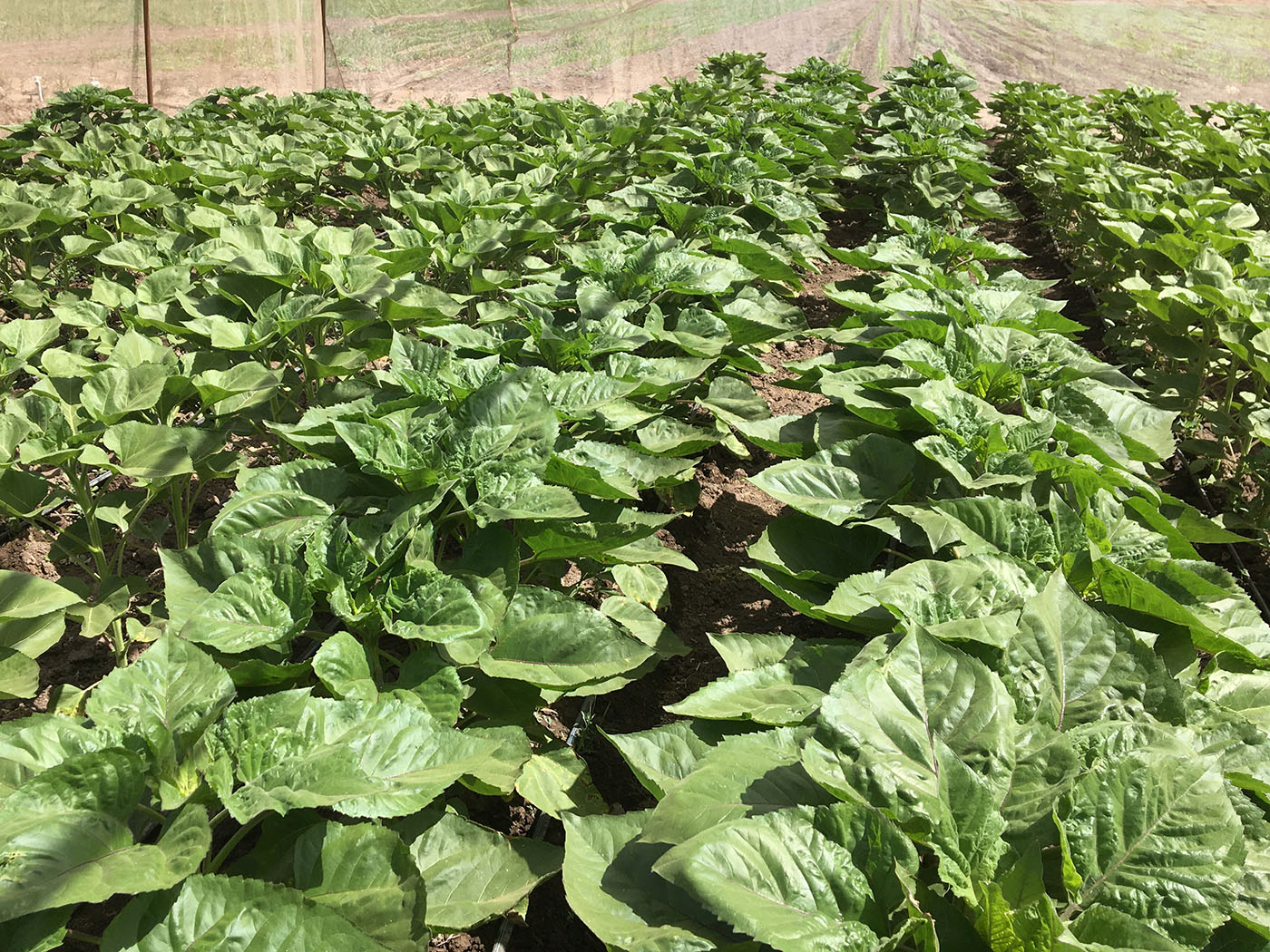 Our Services – CIS Alliance