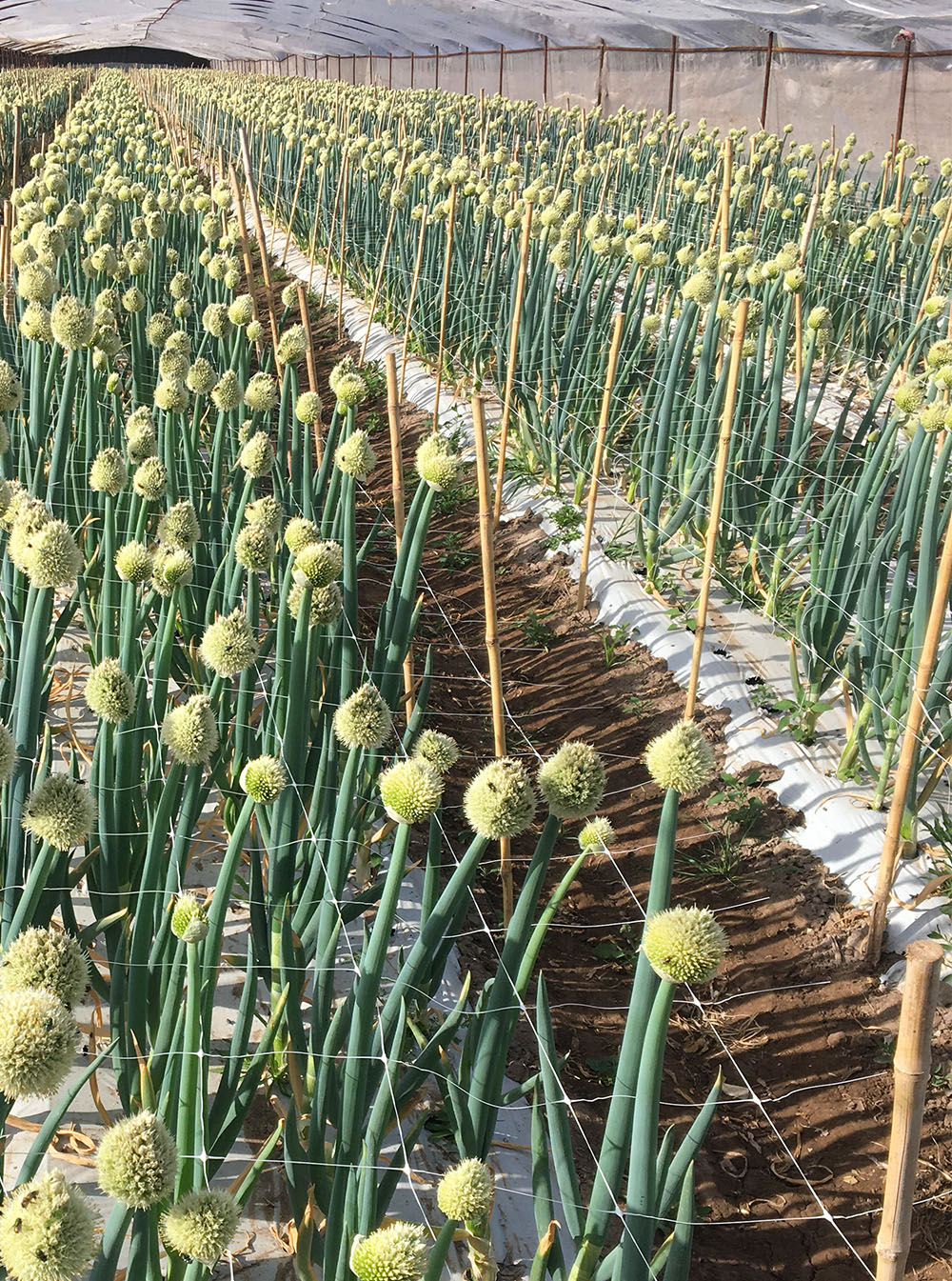 About us – CIS Alliance