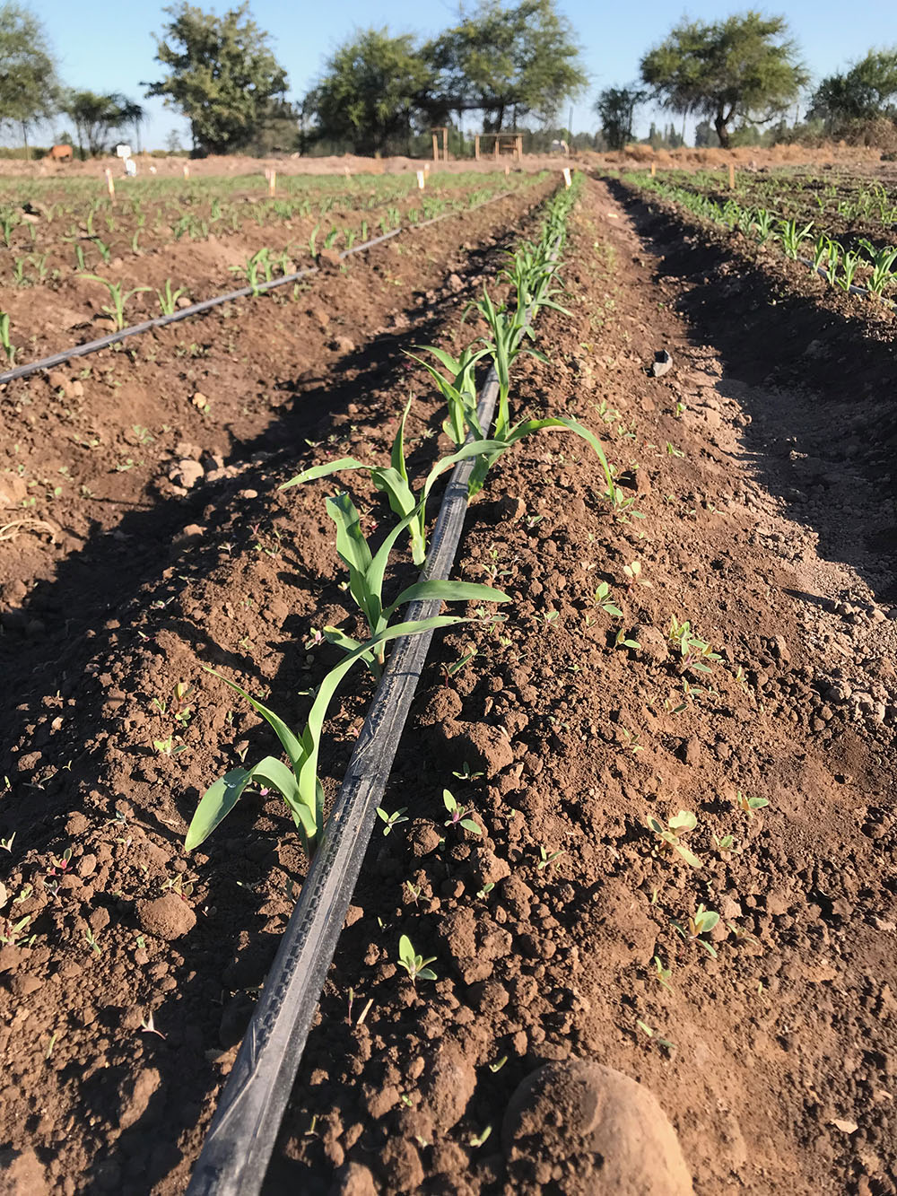 About us – CIS Alliance